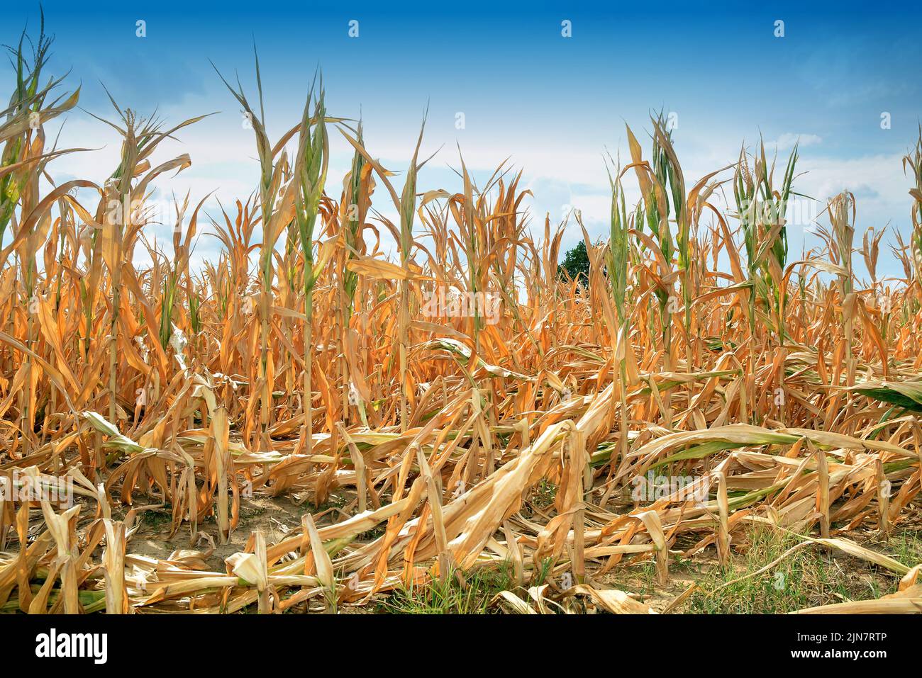 Drought plantation hi-res stock photography and images - Alamy