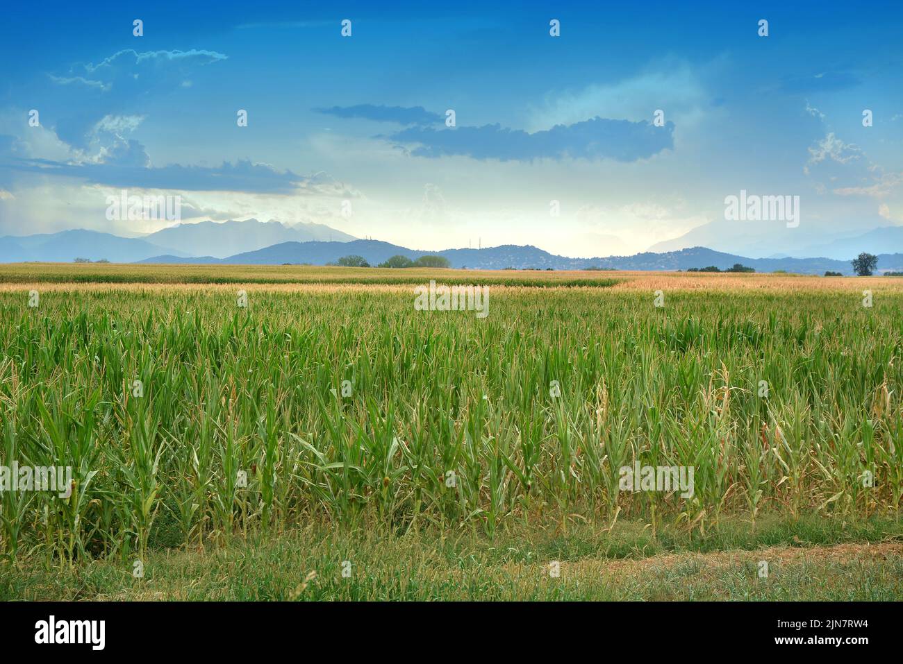 Dry corn fields due to drought Stock Photo - Alamy