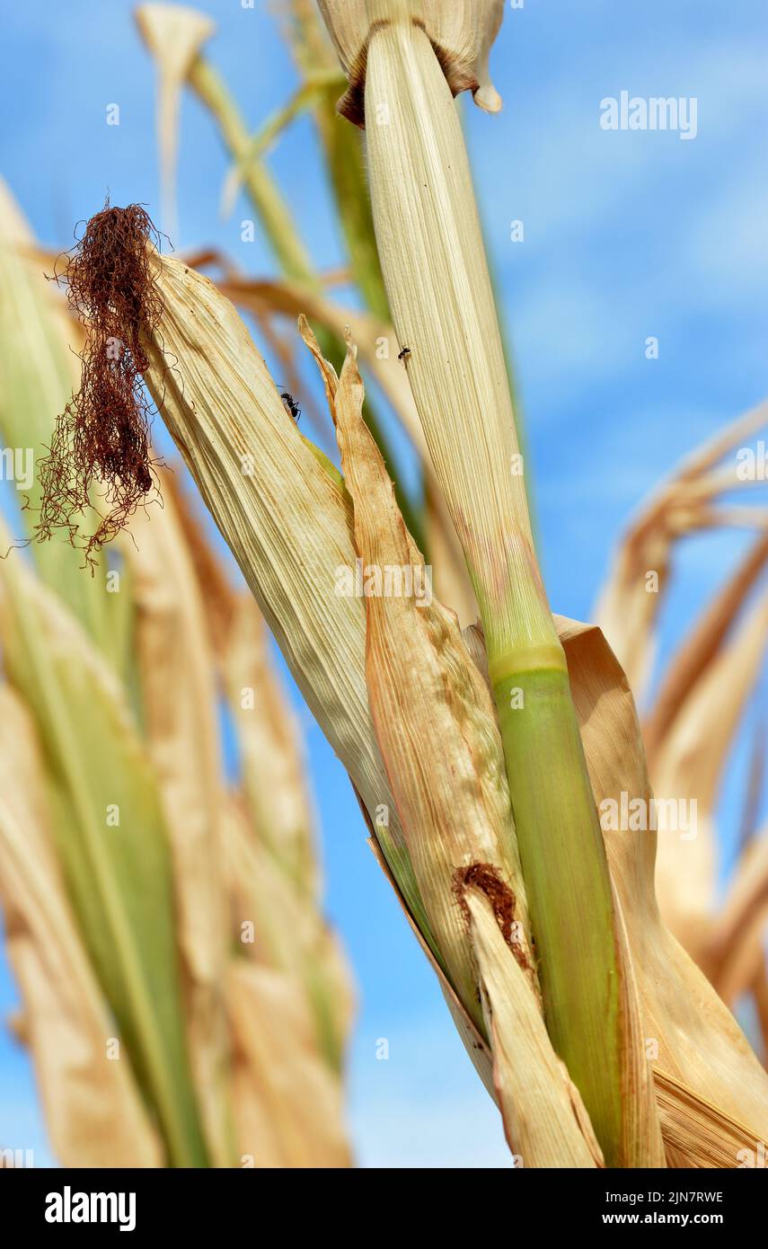 Dry corn fields due to drought Stock Photo - Alamy