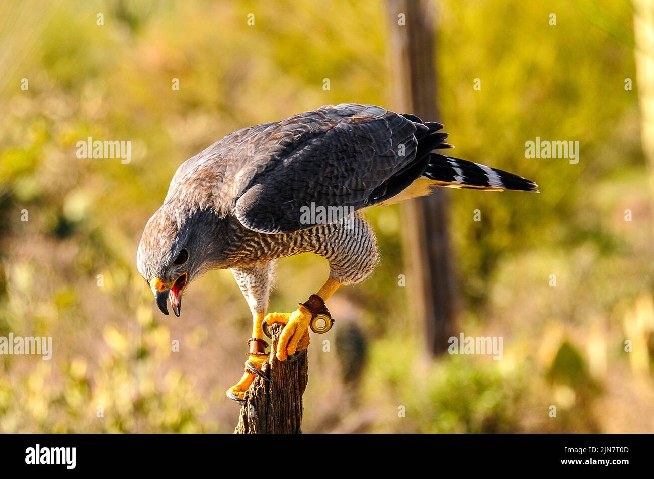 Gray hawk arizona hi-res stock photography and images - Alamy