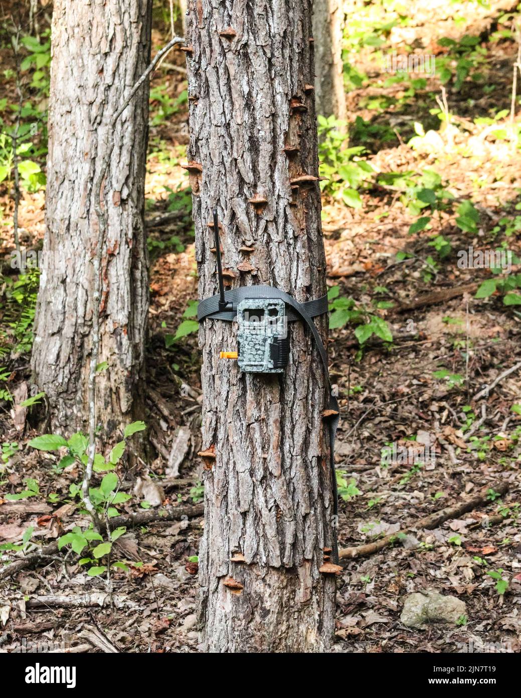A vertical shot of a trail camera on a tree trunk in the woods Stock ...