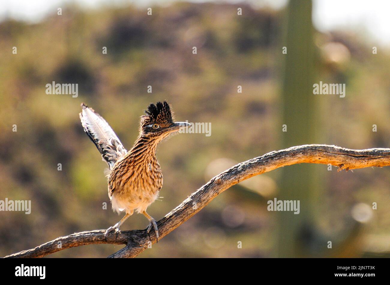 A greater Road Runner in Arizona Stock Photo - Alamy