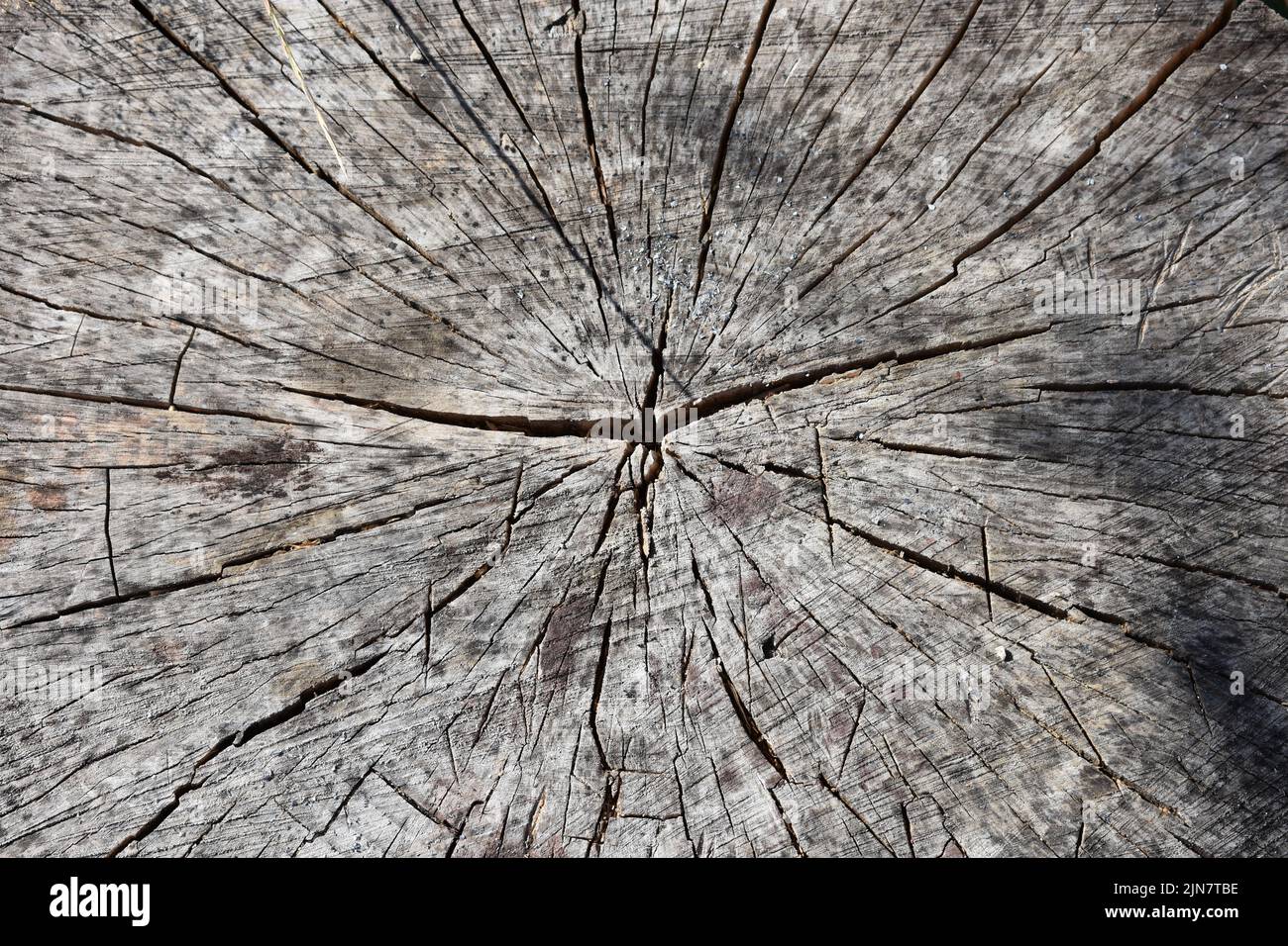 Natural wood texture of tree stump, vintage background Stock Photo - Alamy