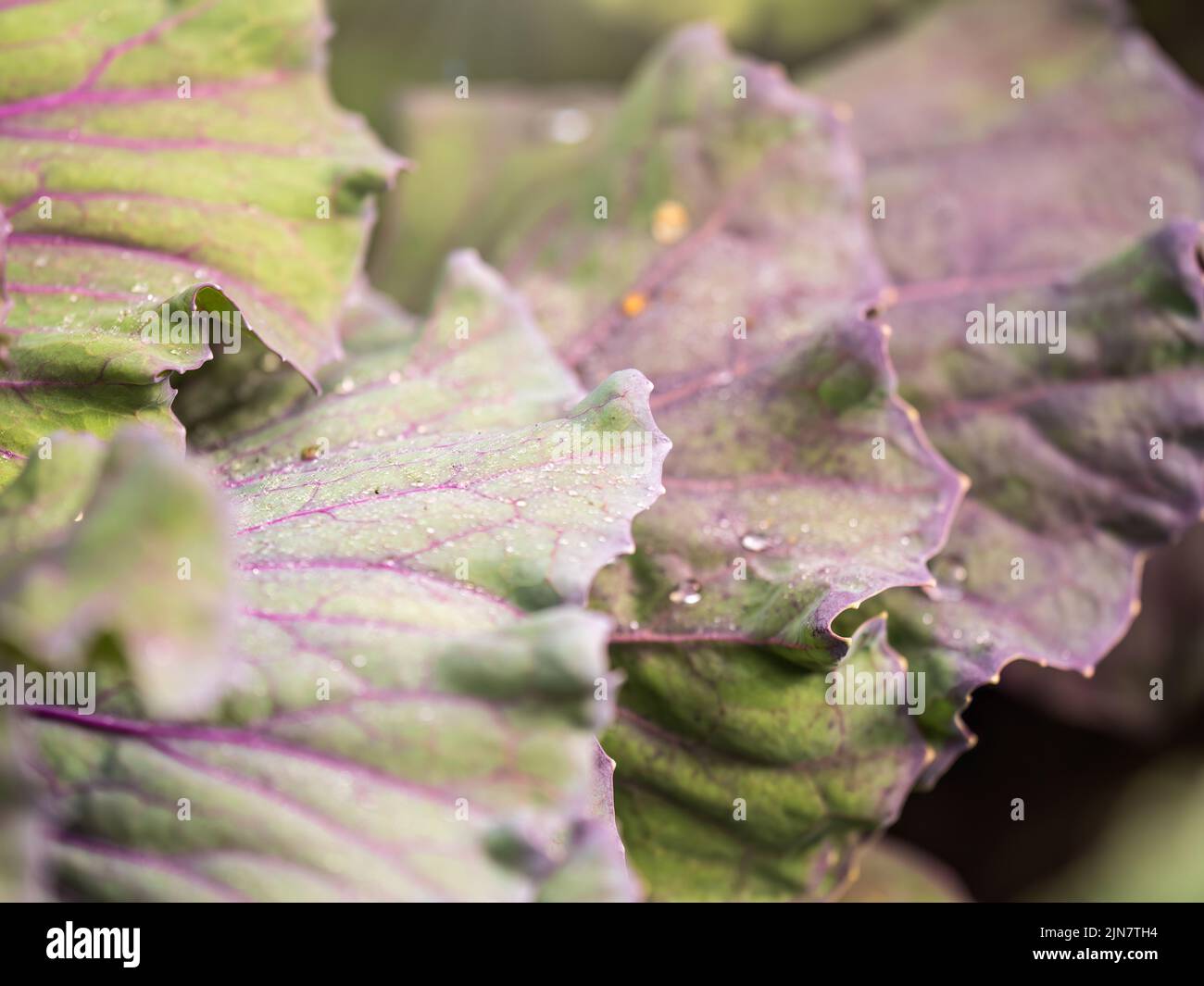 Close up of endless field with green leaves and purple veins of red ...