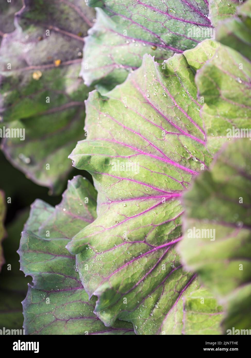 Close Up Of Endless Field With Green Leaves And Purple Veins Of Red Cabbage Plants Red Cabbage