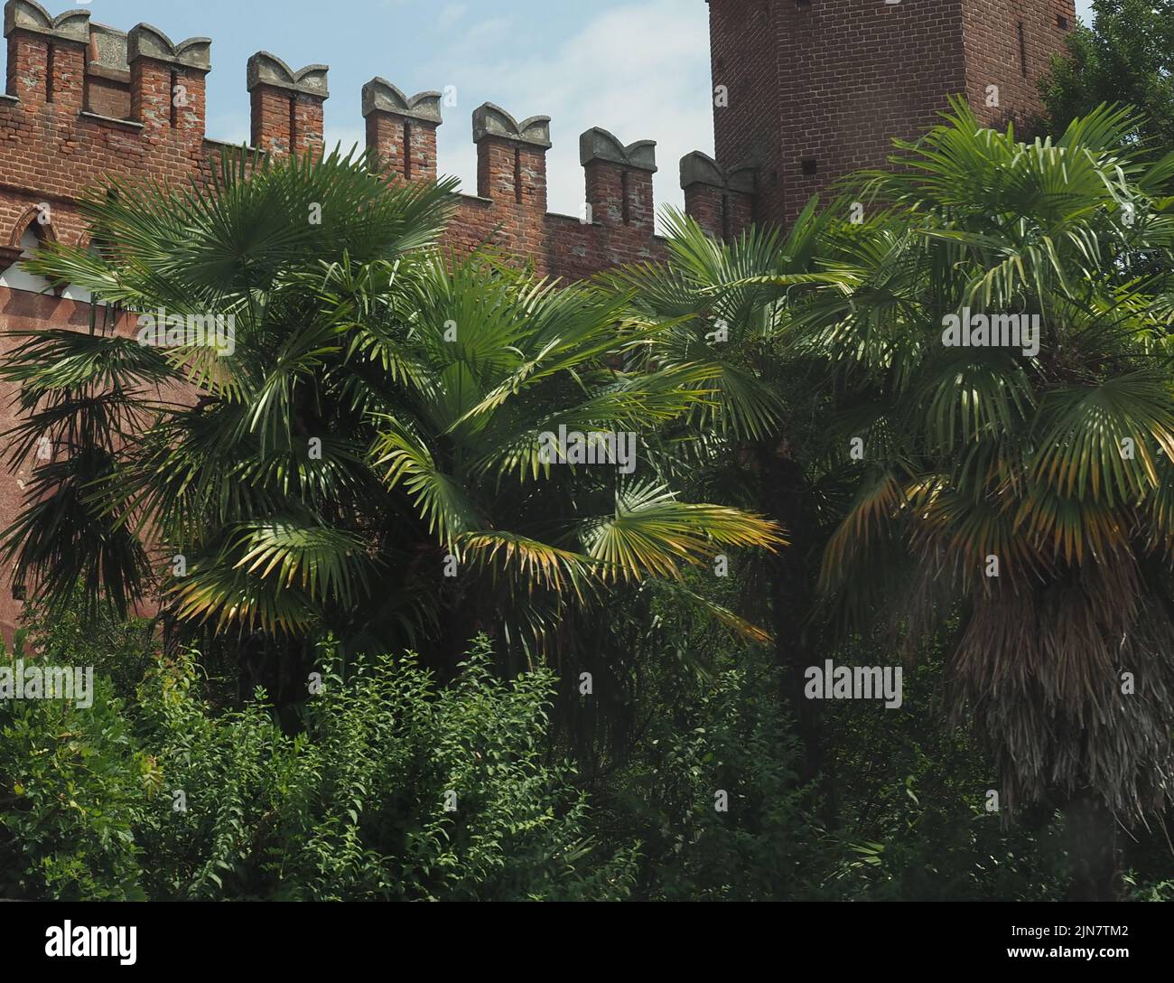 palm trees scientific classification Arecaceae in front of gothic ...