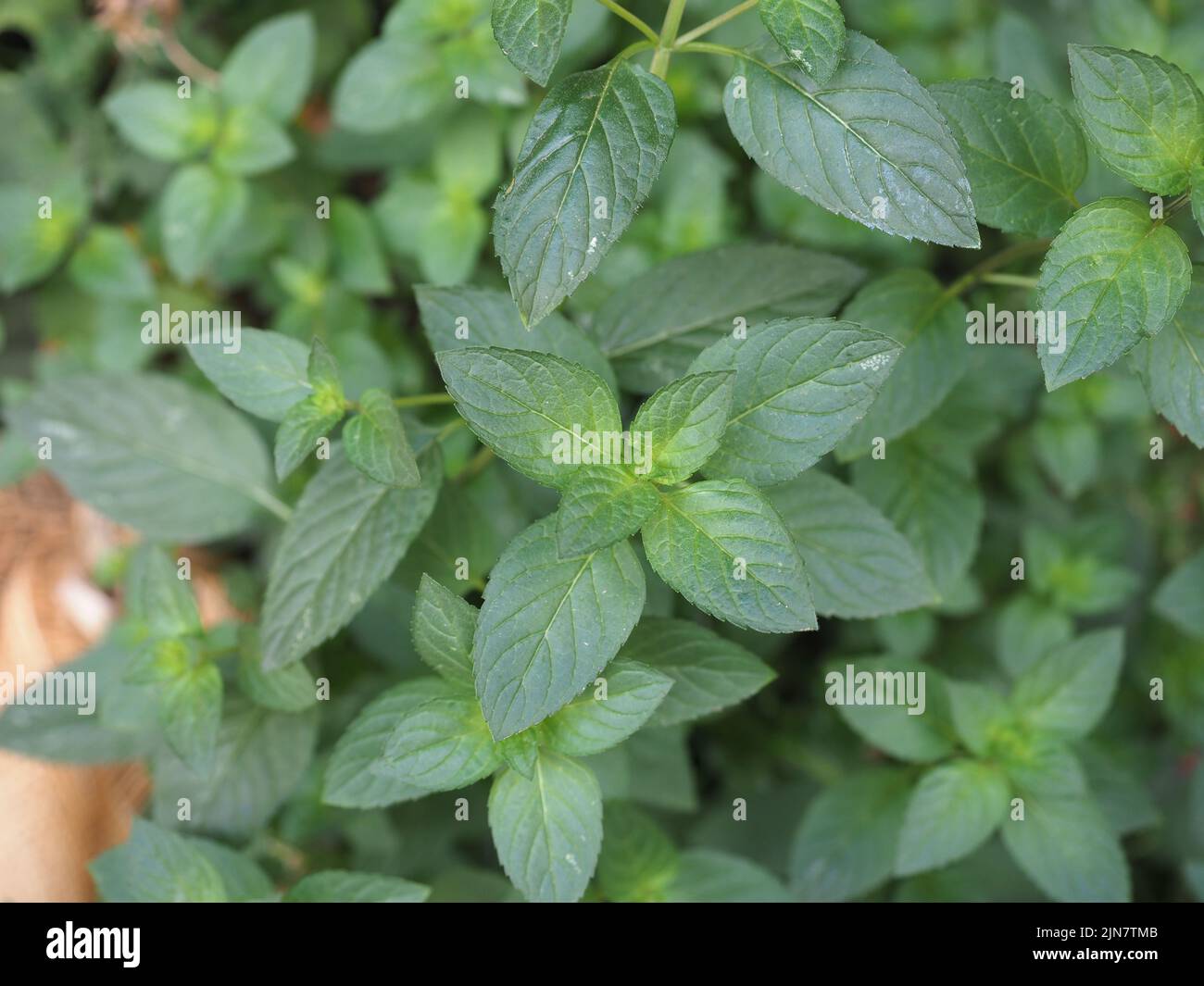 green peppermint plant scientific name Mentha piperita Stock Photo - Alamy
