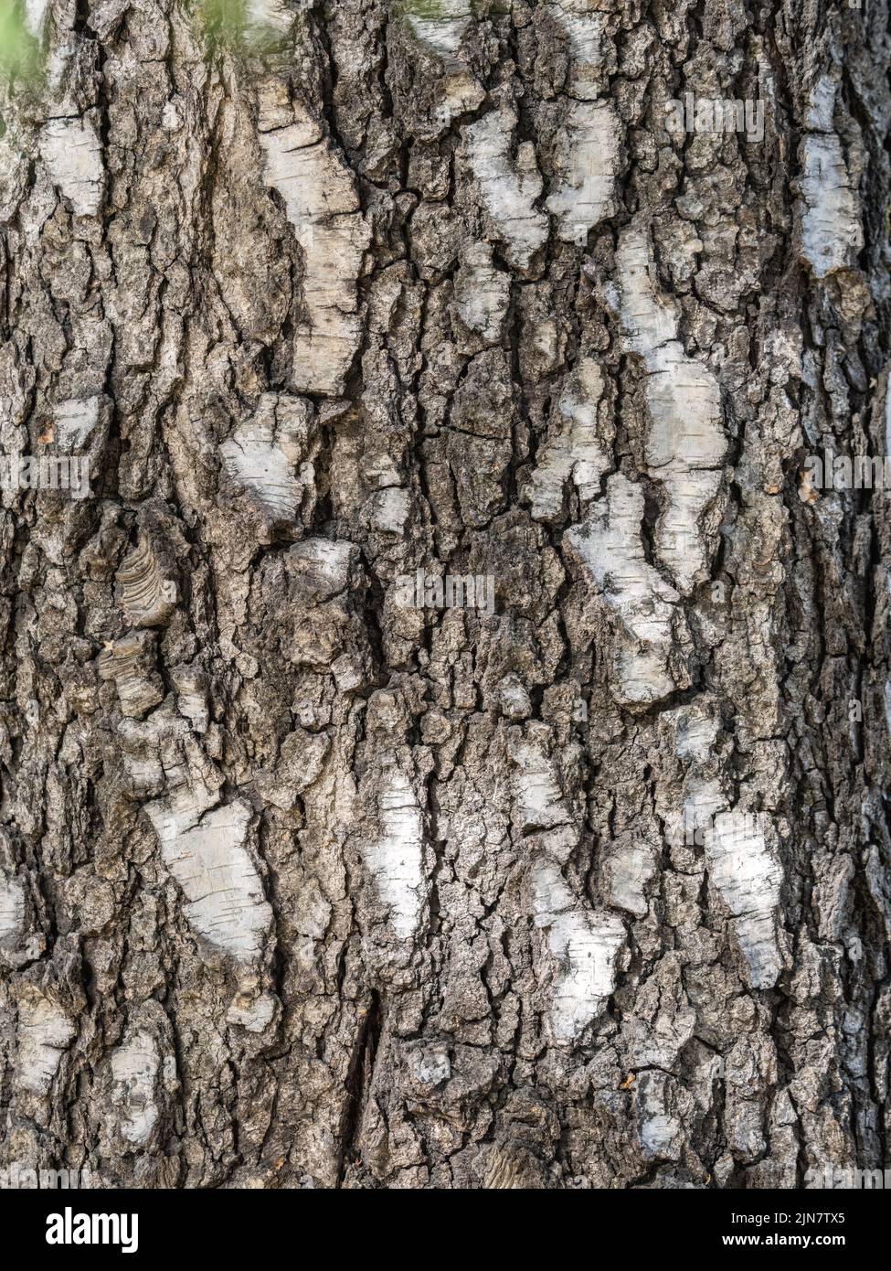 Birch bark texture. The texture of the birch bark. Birch bark ...