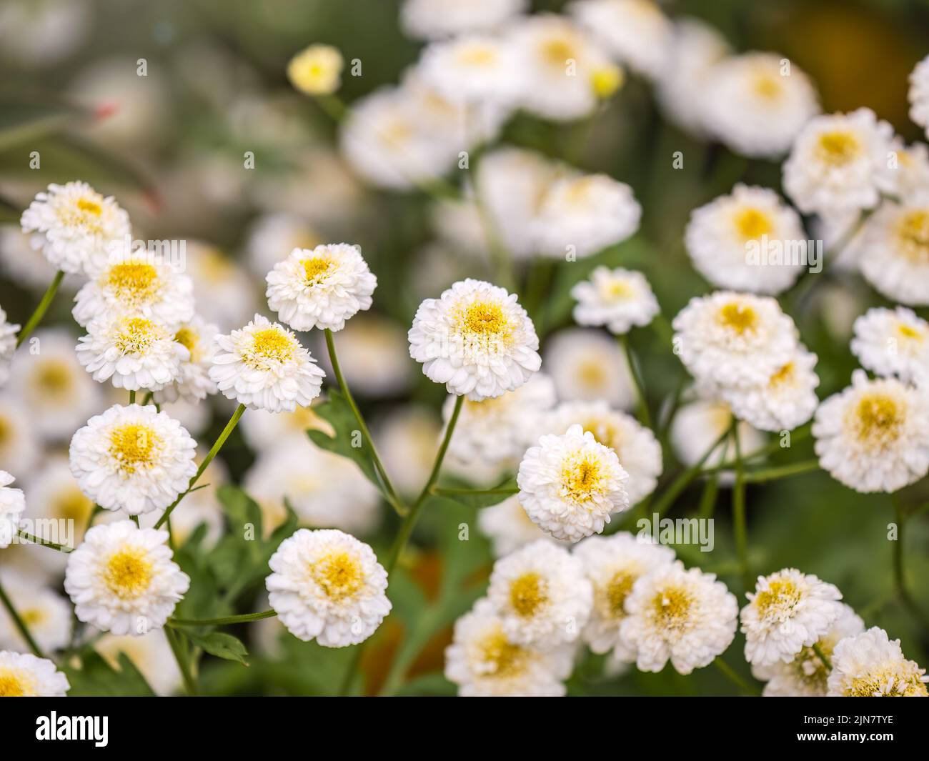 Colourful Feverfew Flowers, Tanacetum parthenium. Beautiful white and ...