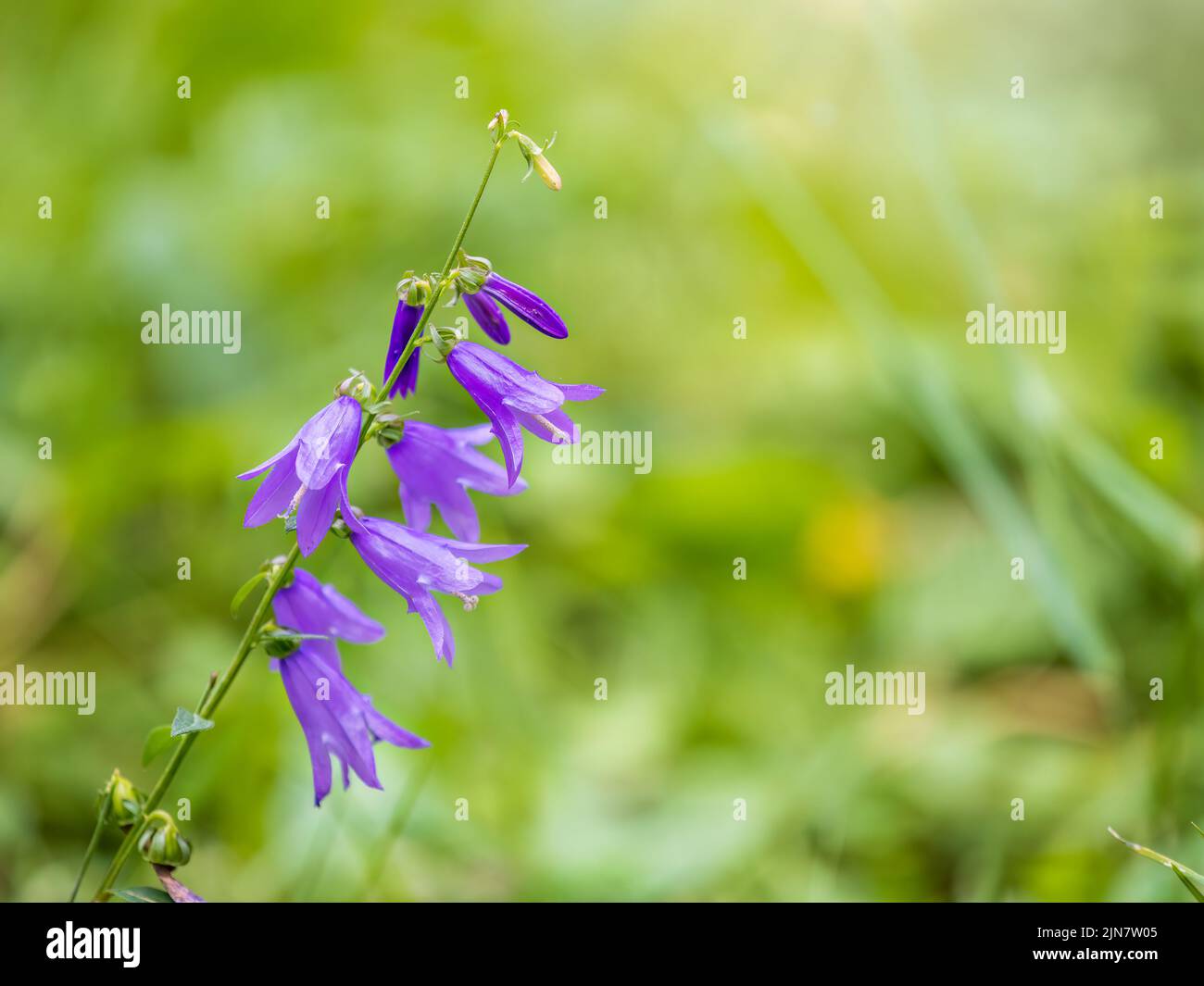 Campanula rapunculoides, creeping bellflower, or rampion bellflower, is ...