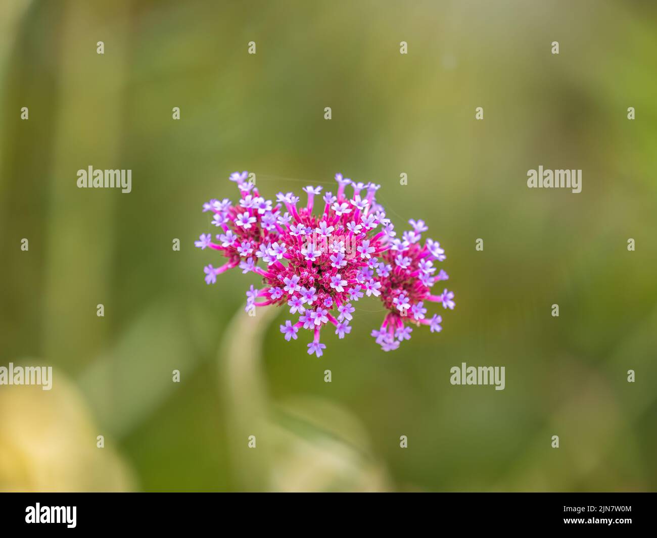 Verbena bonariensis flowers, Argentinian Vervain or Purpletop Vervain ...