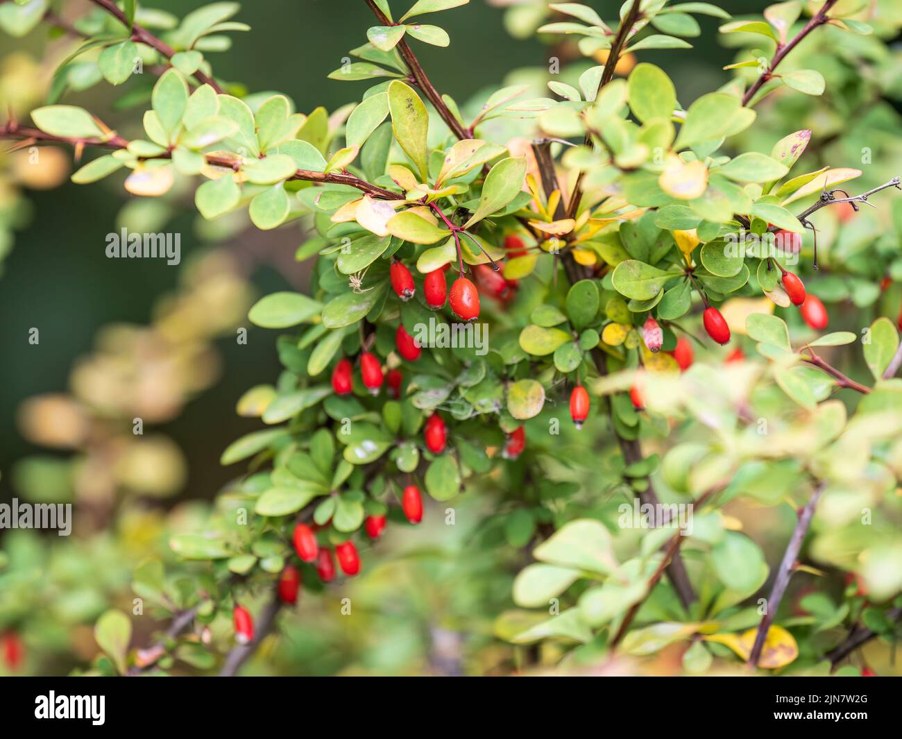 Branches of a barberry Bush with ripe red barberry berries Branches ...
