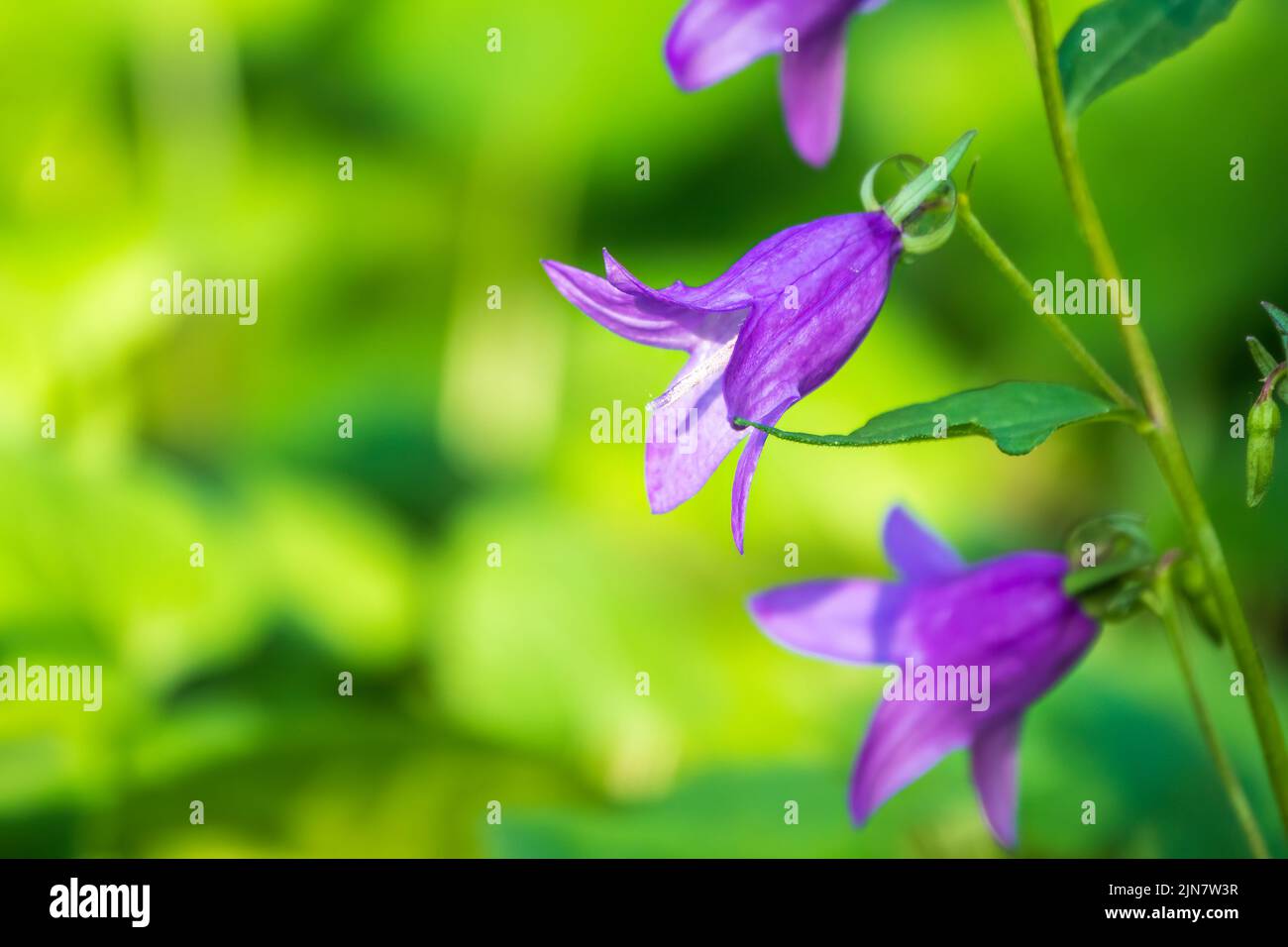Campanula rapunculoides, creeping bellflower, or rampion bellflower, is ...
