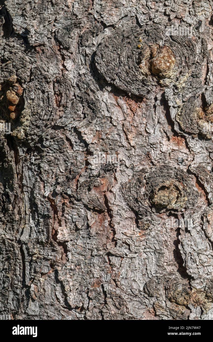 Bark texture and background of a old fir tree trunk. Detailed bark ...
