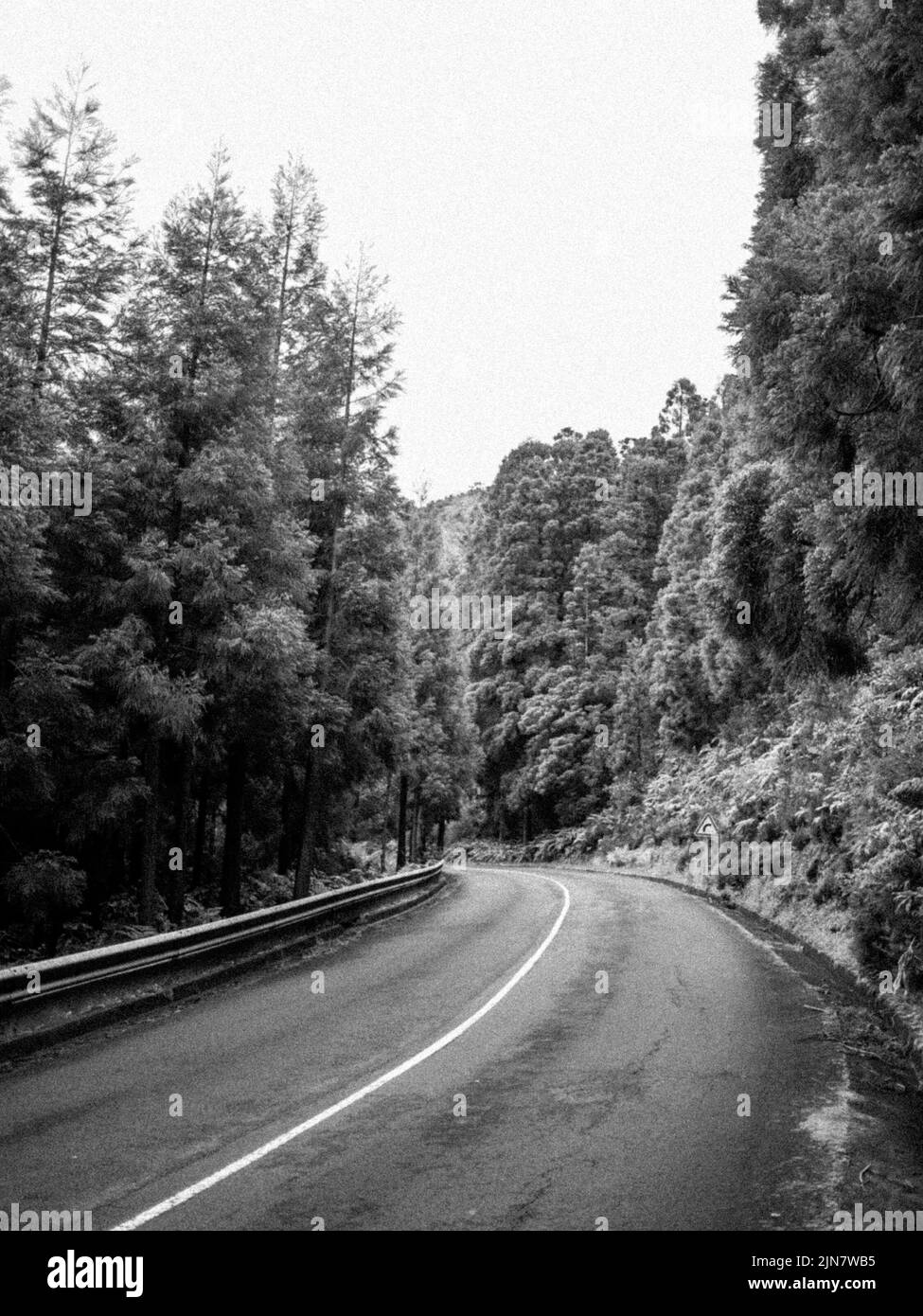 A road with trees and leaves Black and White Stock Photos & Images - Alamy
