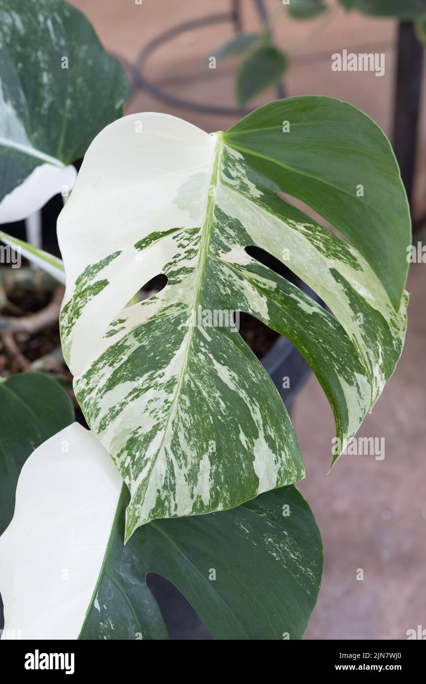 Variegated monstera deliciosa hi-res stock photography and images - Alamy
