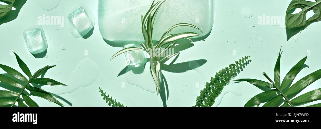 Summer mint green background with cold frozen ice cubes and leaves of ...