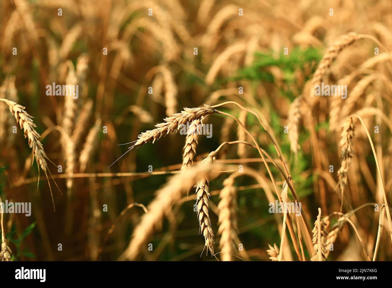 Wheat field. The concept of the global food crisis Stock Photo - Alamy Wheat field. The concept of the global food crisis Stock Photo - Alamy