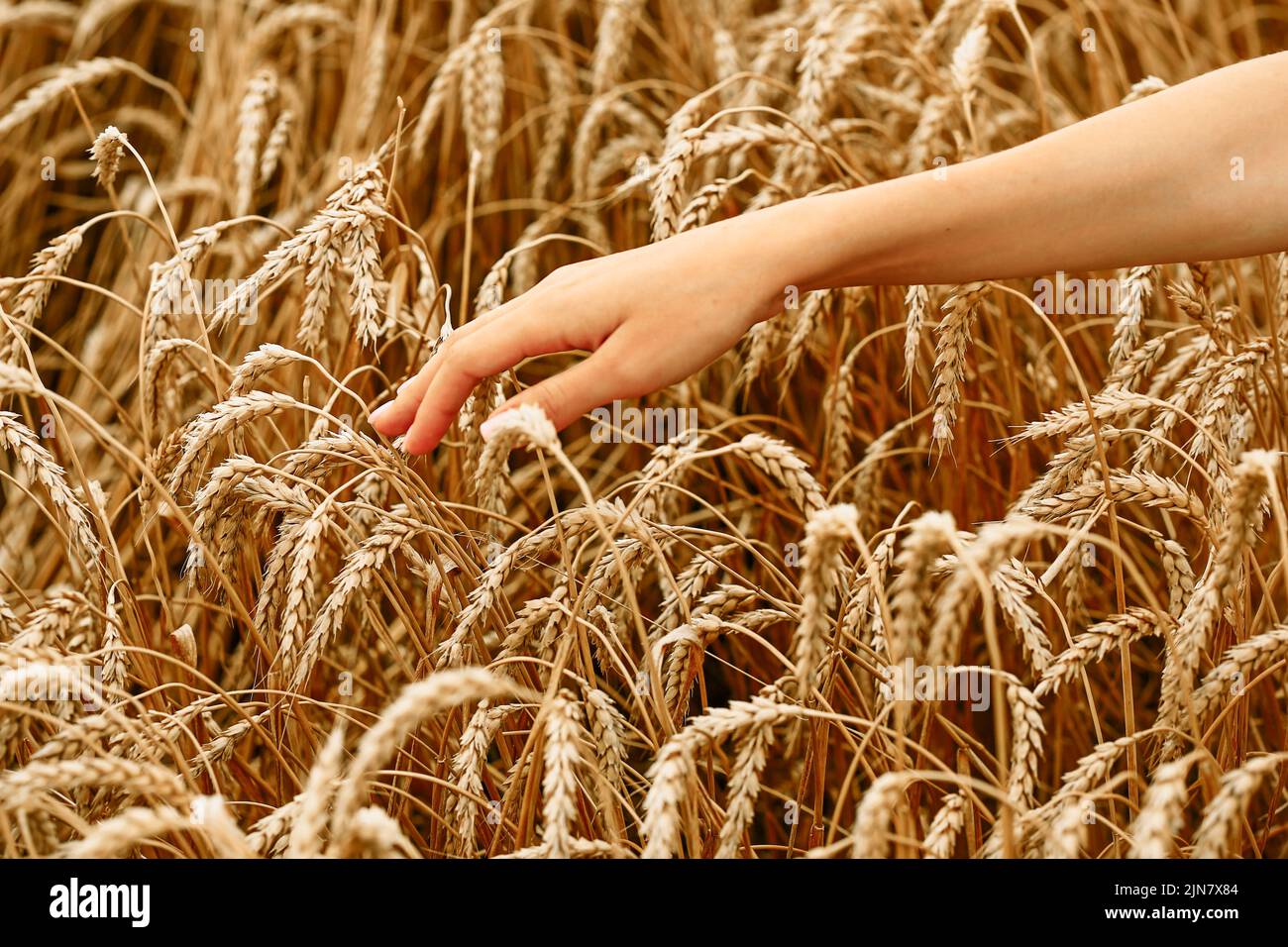 Wheat field. The concept of the global food crisis. A woman's hand runs ...
