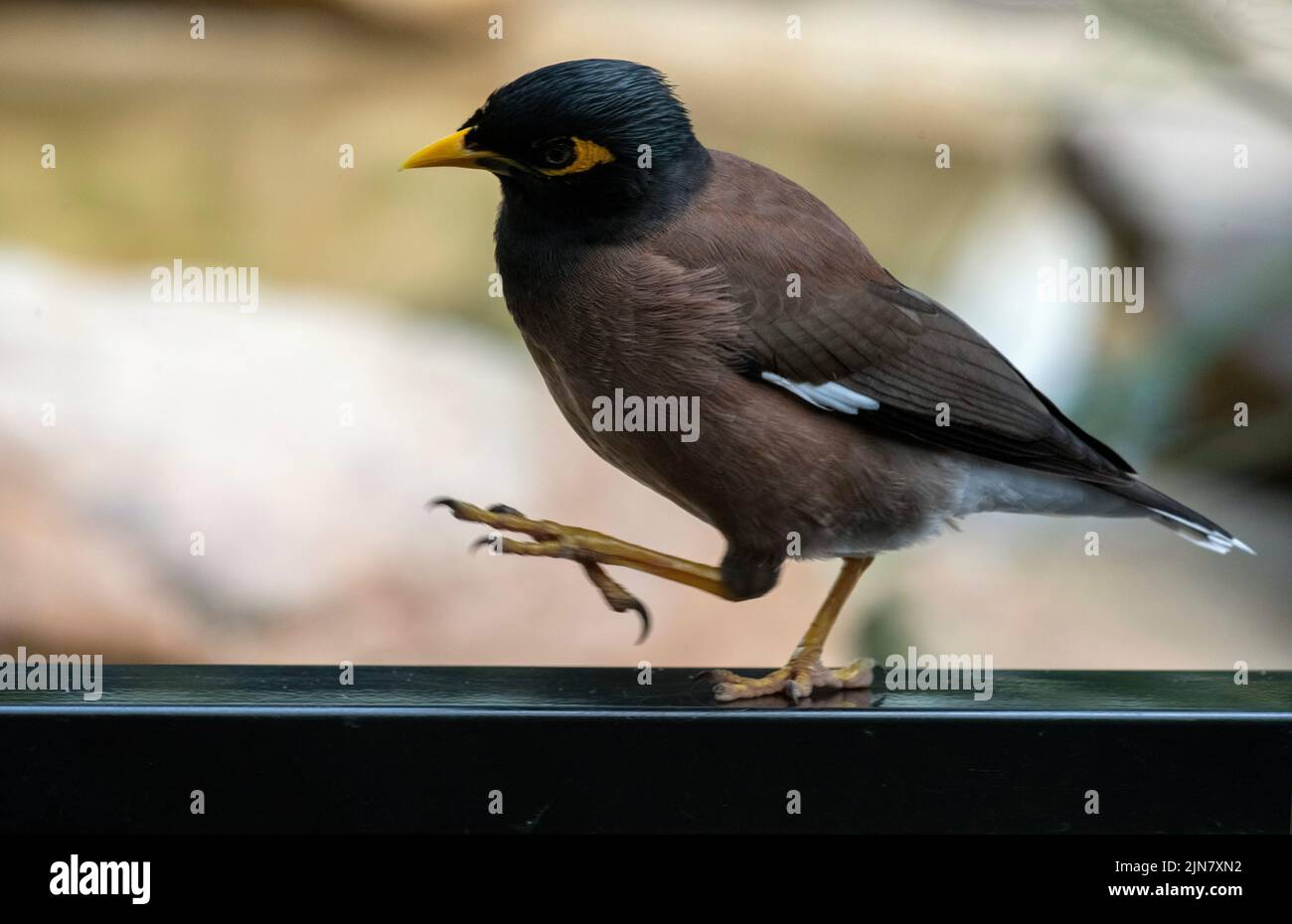 Close-up of an Australian Common Myna (Acridotheres tristis) in Sydney ...