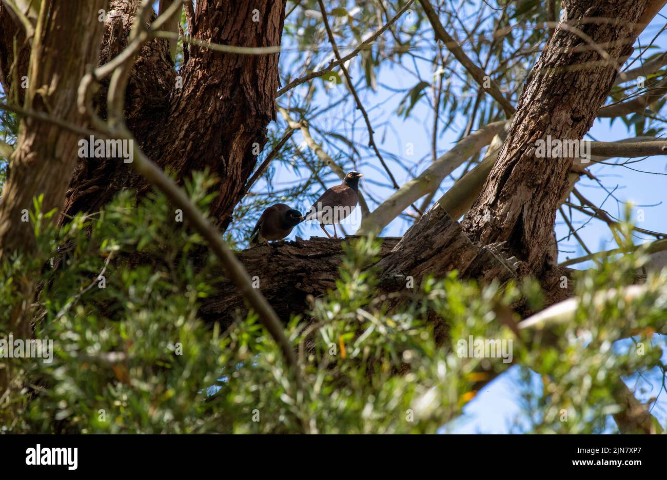 Pair of myna hi-res stock photography and images - Alamy