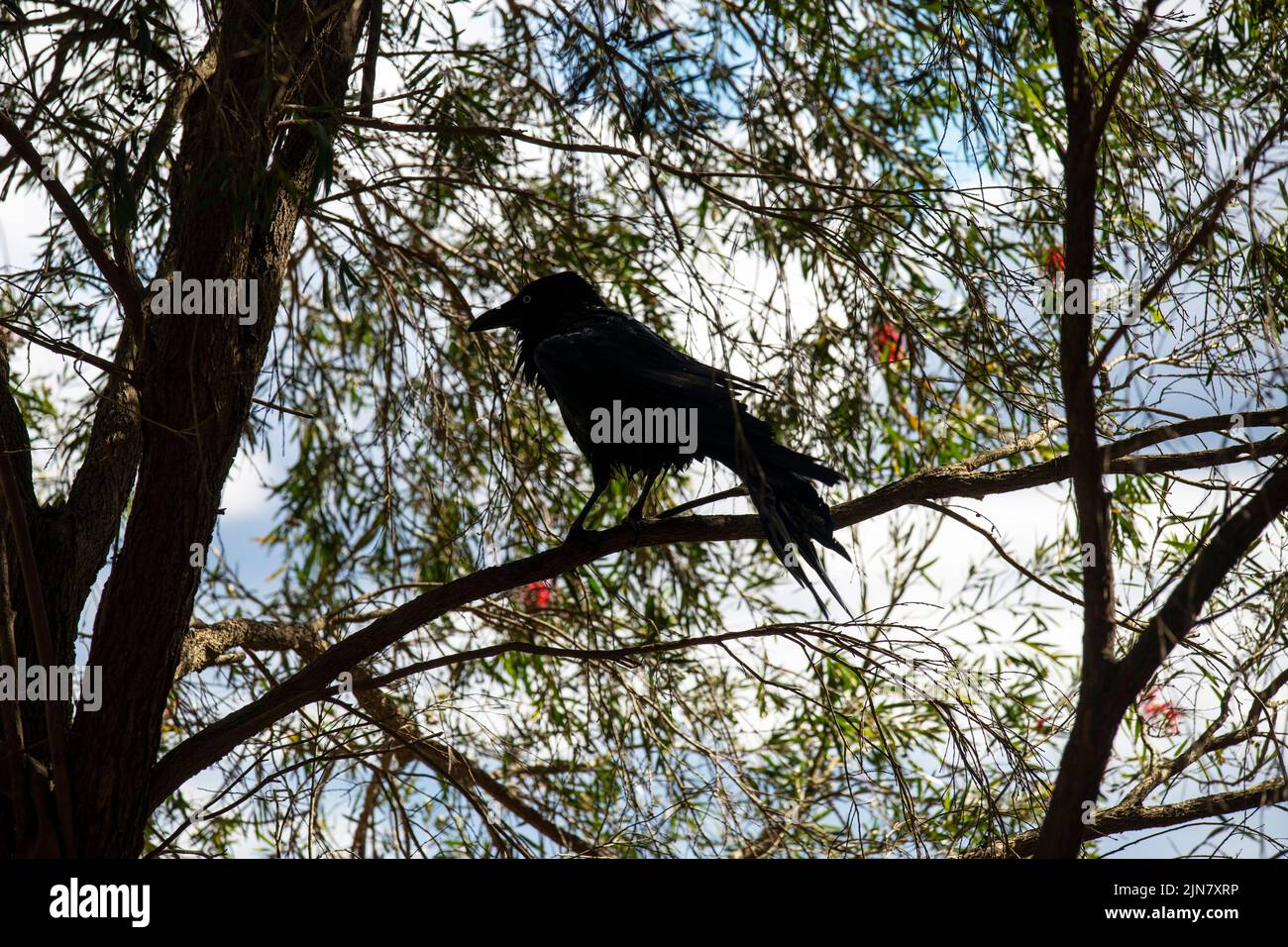 An Australian Raven (Corvus coronoides) perched on a tree in Sydney ...