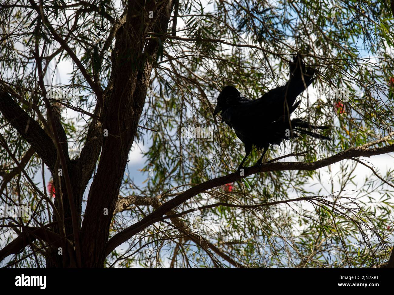 An Australian Raven (Corvus coronoides) perched on a tree in Sydney ...