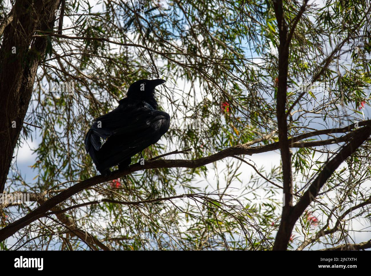 An Australian Raven (Corvus coronoides) perched on a tree in Sydney ...
