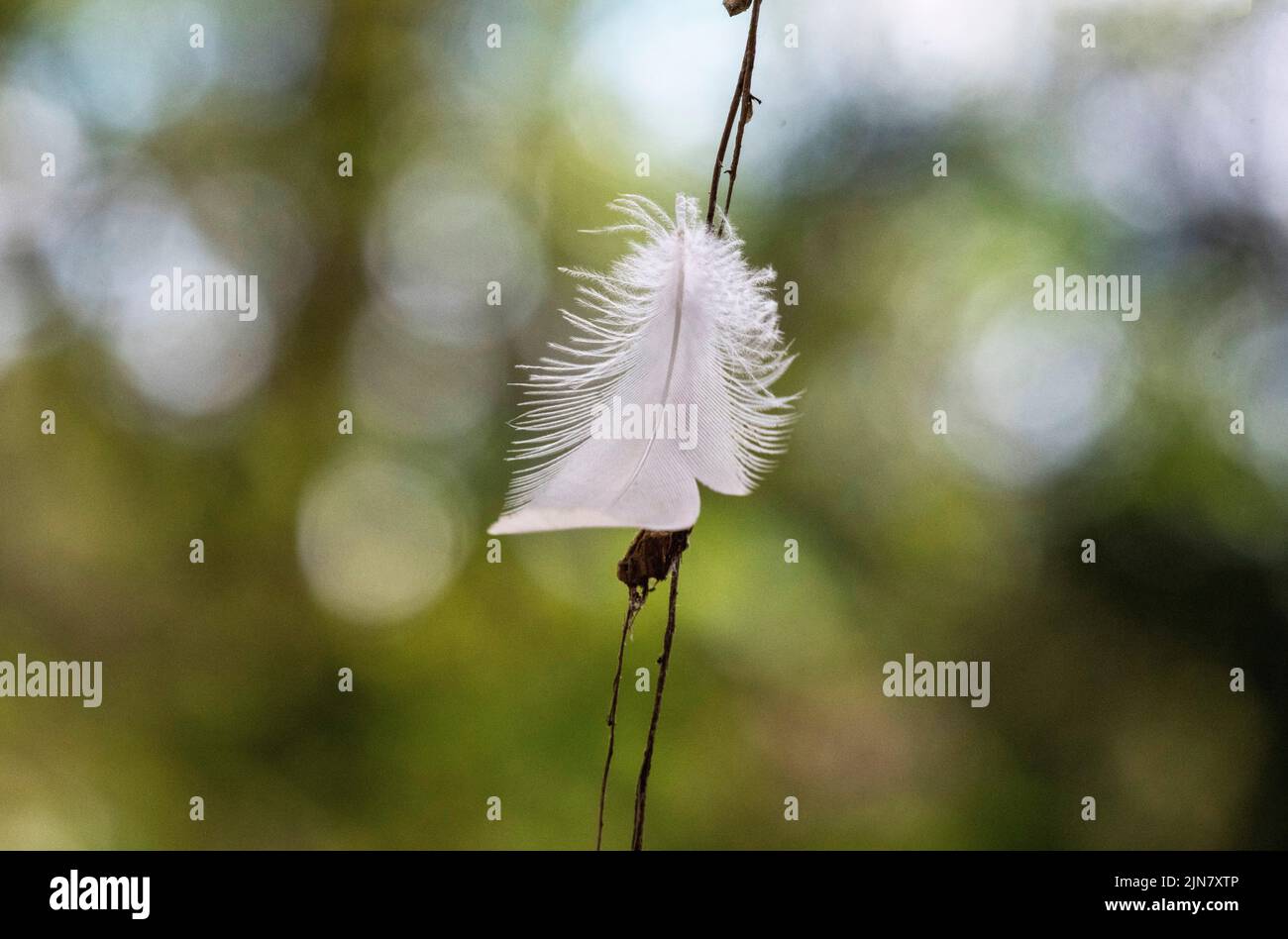 A white feather of a bird is stuck on the branch of tree in Sydney, NSW ...
