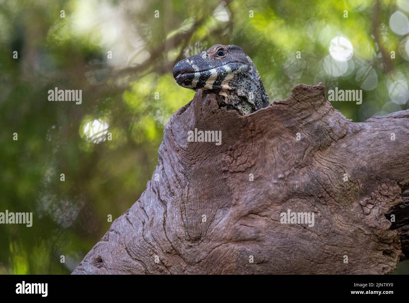A Common Goanna ( Varanus varius) on a dead tree in Sydney, NSW ...