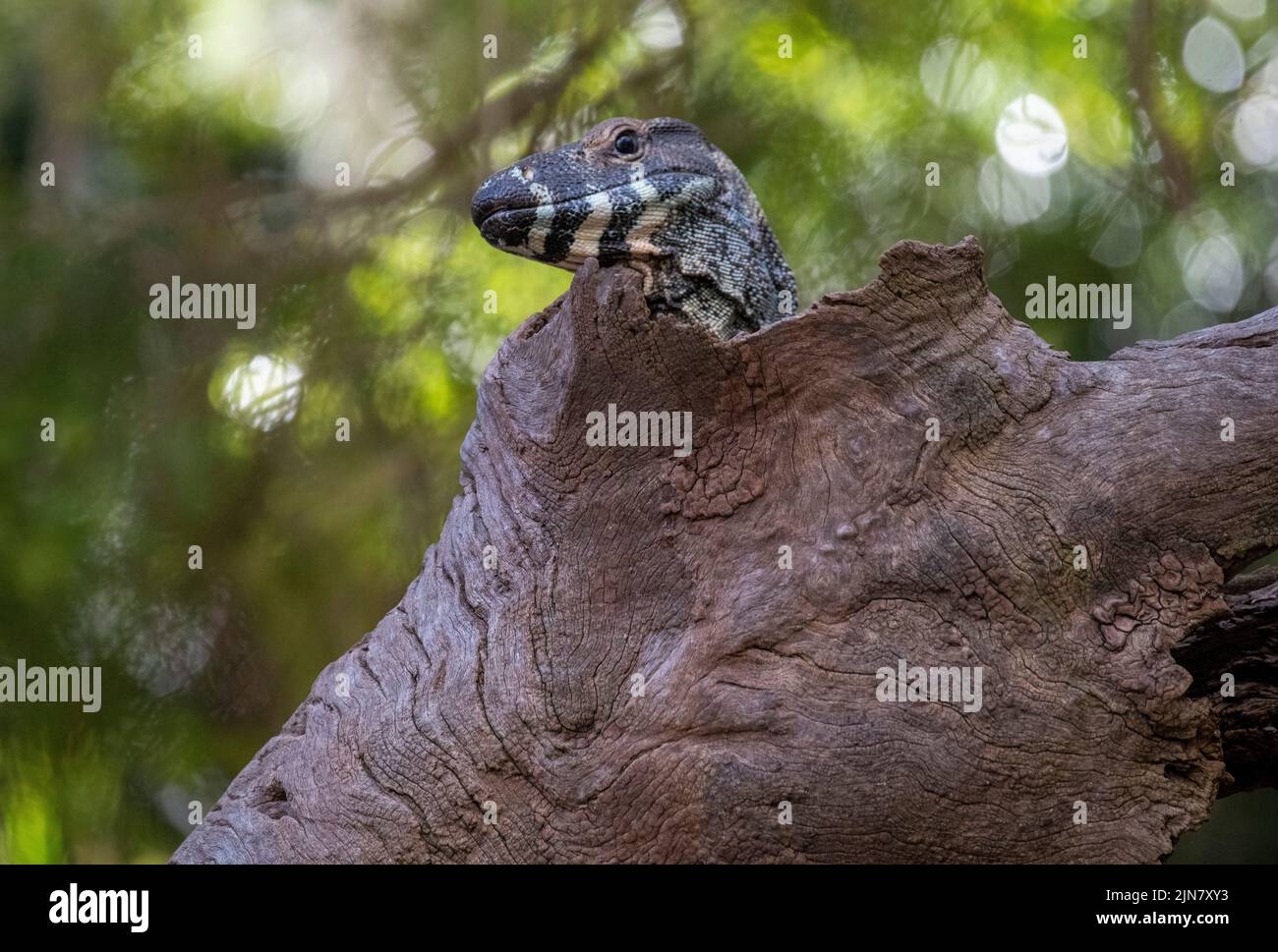 A Common Goanna ( Varanus varius) on a dead tree in Sydney, NSW ...