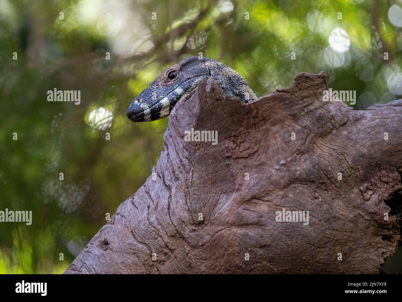 A Common Goanna ( Varanus varius) on a dead tree in Sydney, NSW ...