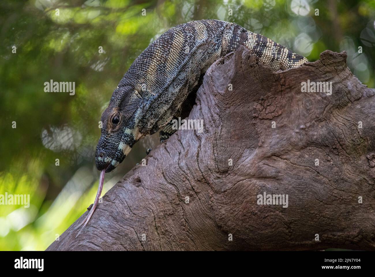 A Common Goanna ( Varanus varius) on a dead tree in Sydney, NSW ...