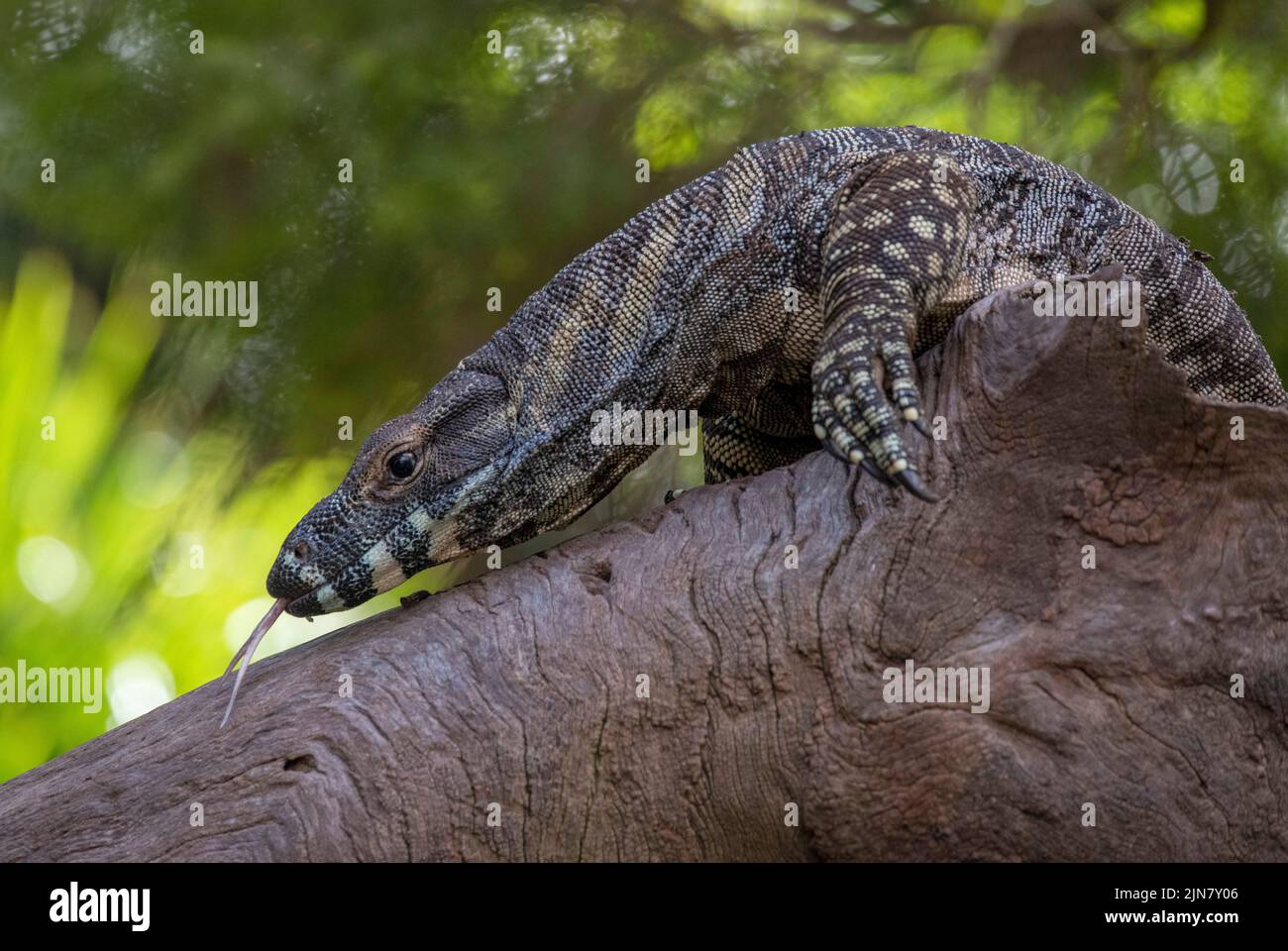 A Common Goanna ( Varanus varius) on a dead tree in Sydney, NSW ...