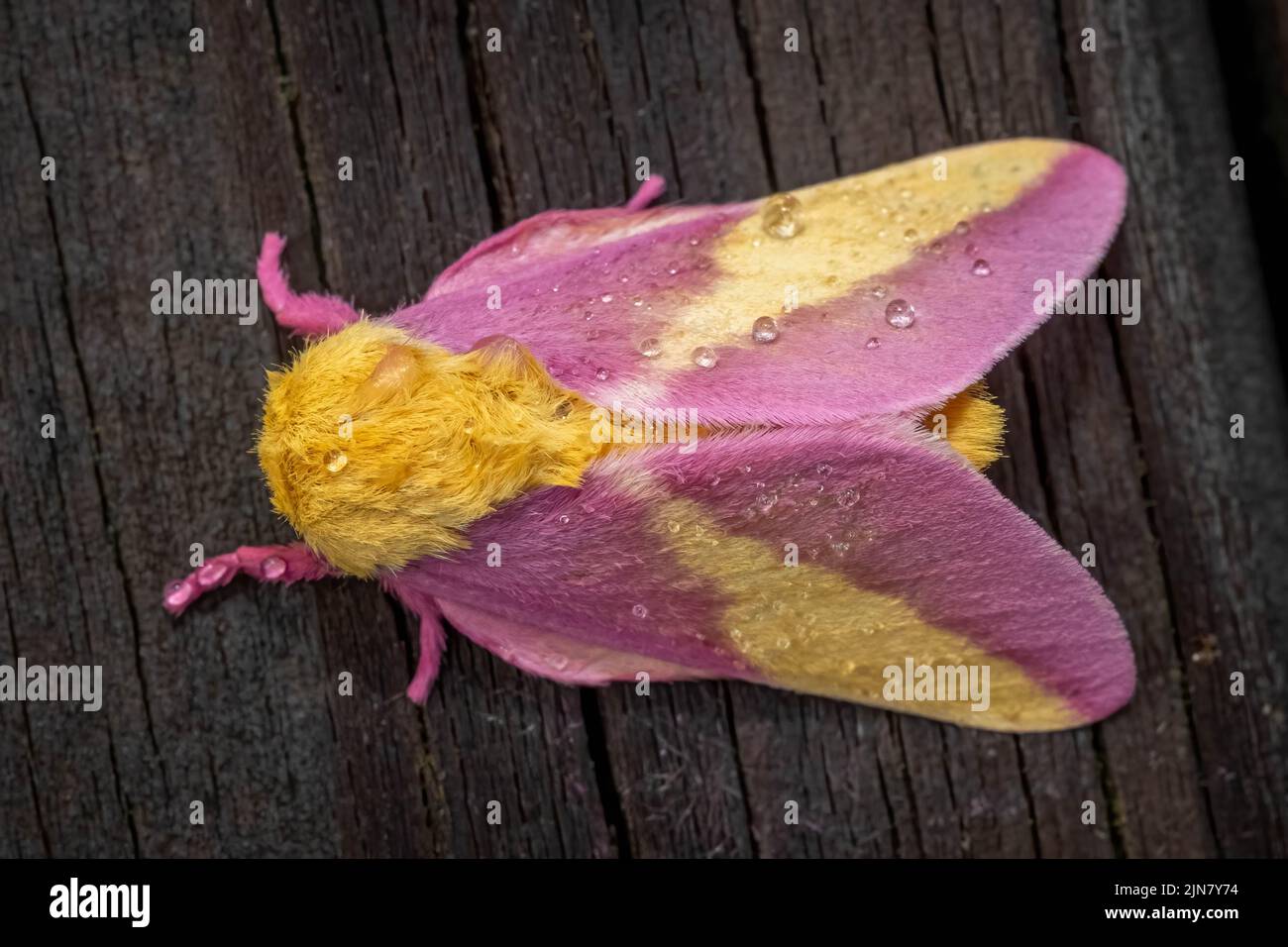 Top view of a Rosy Maple Moth (Dryocampa rubicunda), which resembles a ...