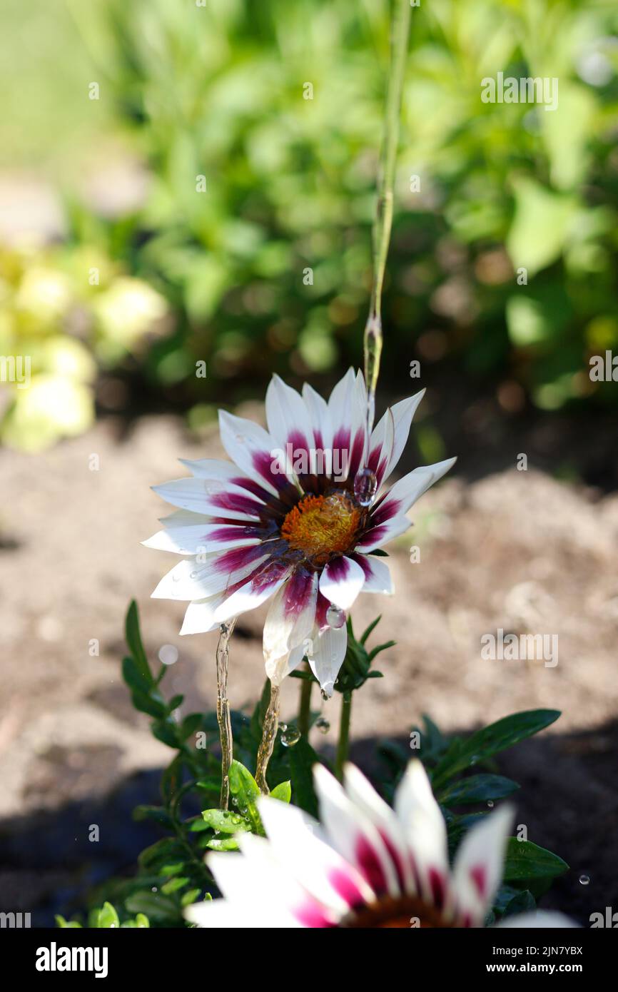 A white and red African daisy being in a garden being watered Stock ...