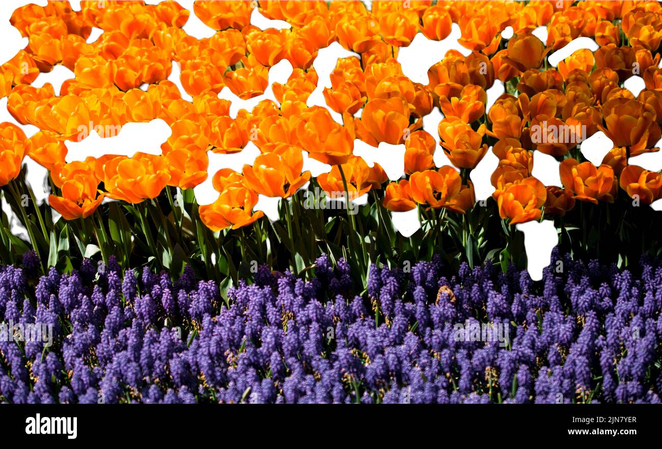 Beautiful tulip flowers for postcard beauty design. Tulip wallpaper ...