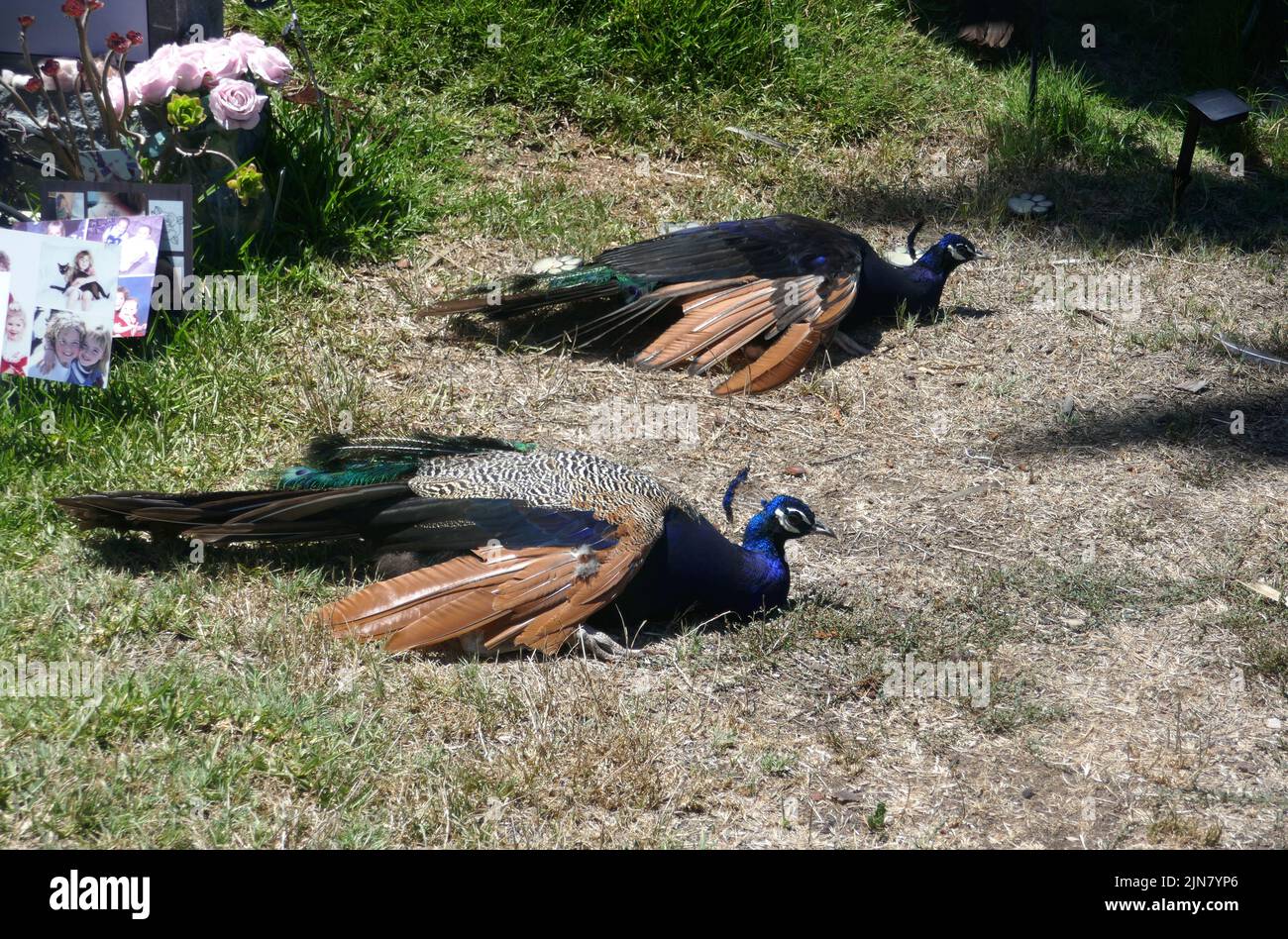 Los Angeles, California, USA 5th August 2022 Peacocks at Hollywood ...