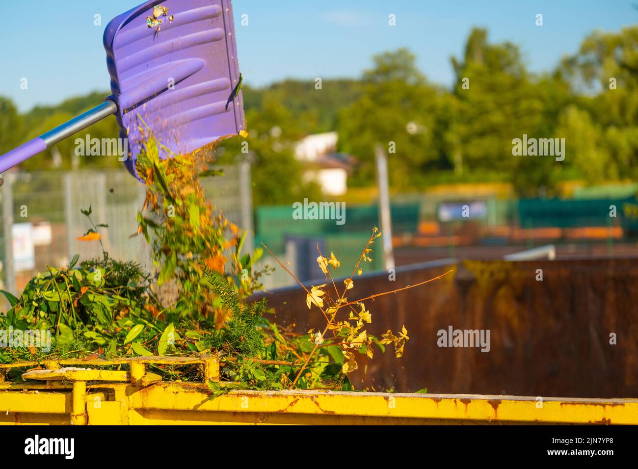 Green compost on the shovel pours into a metal tank. Twigs, leaves and ...