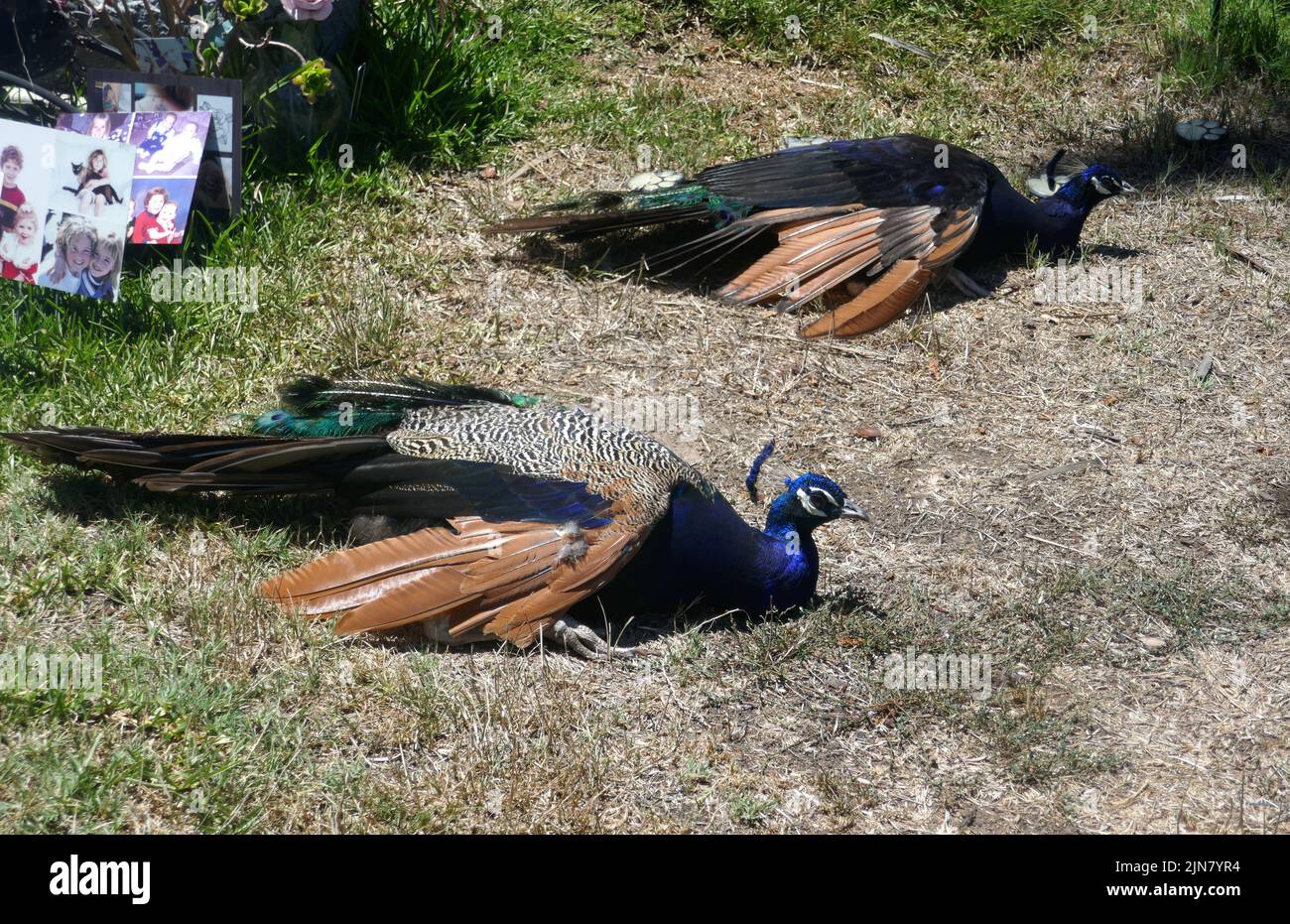 Los Angeles, California, USA 5th August 2022 Peacocks at Hollywood ...