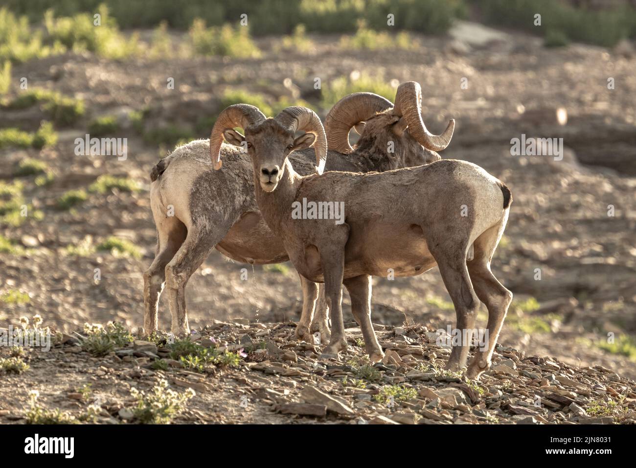 Big Horn Sheep Looks At Camera With Second Sheep Behind from slope in ...