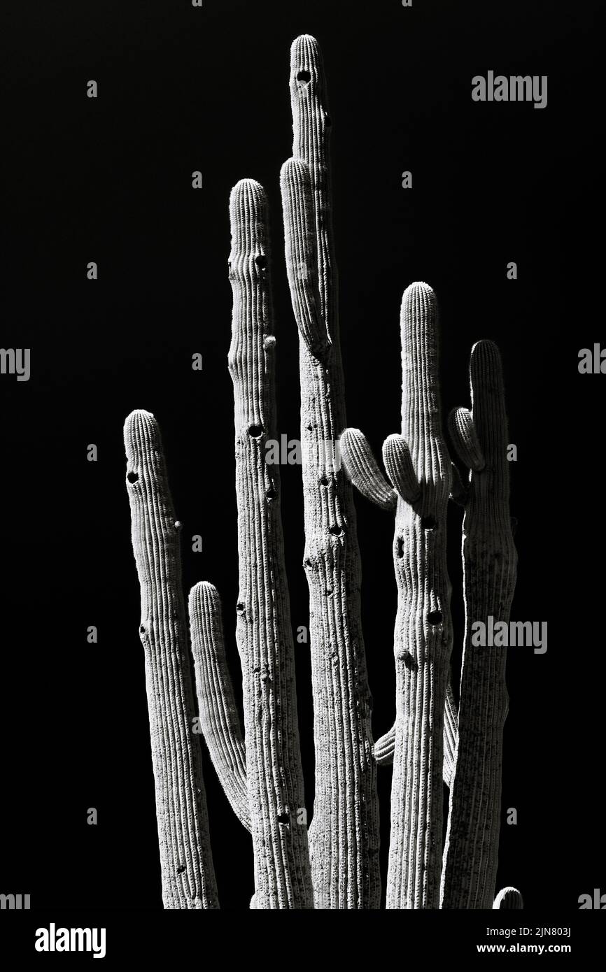 Bird Nest Filled Saguaro Cactus In Black and White with high contrast ...