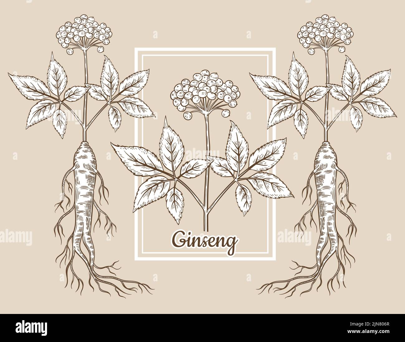 Ginseng root panax ginseng hi-res stock photography and images - Alamy