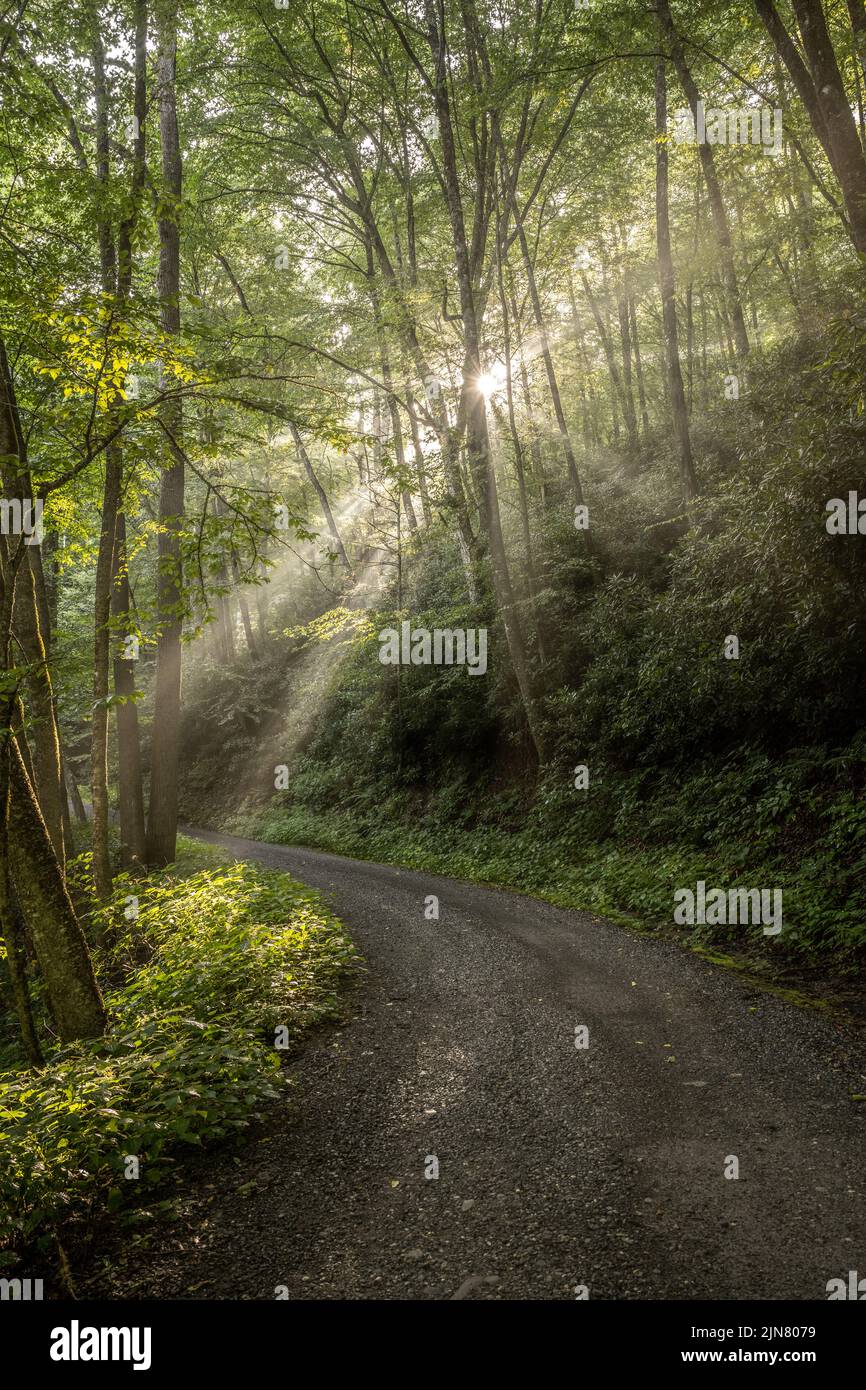 Bright Morning Sun Highlights The Thin Fog Over Balsam Mountain Road in ...