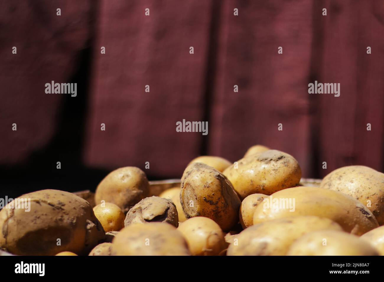 Defocus closeup yellow potato. A closeup side view of a pile of freshly ...
