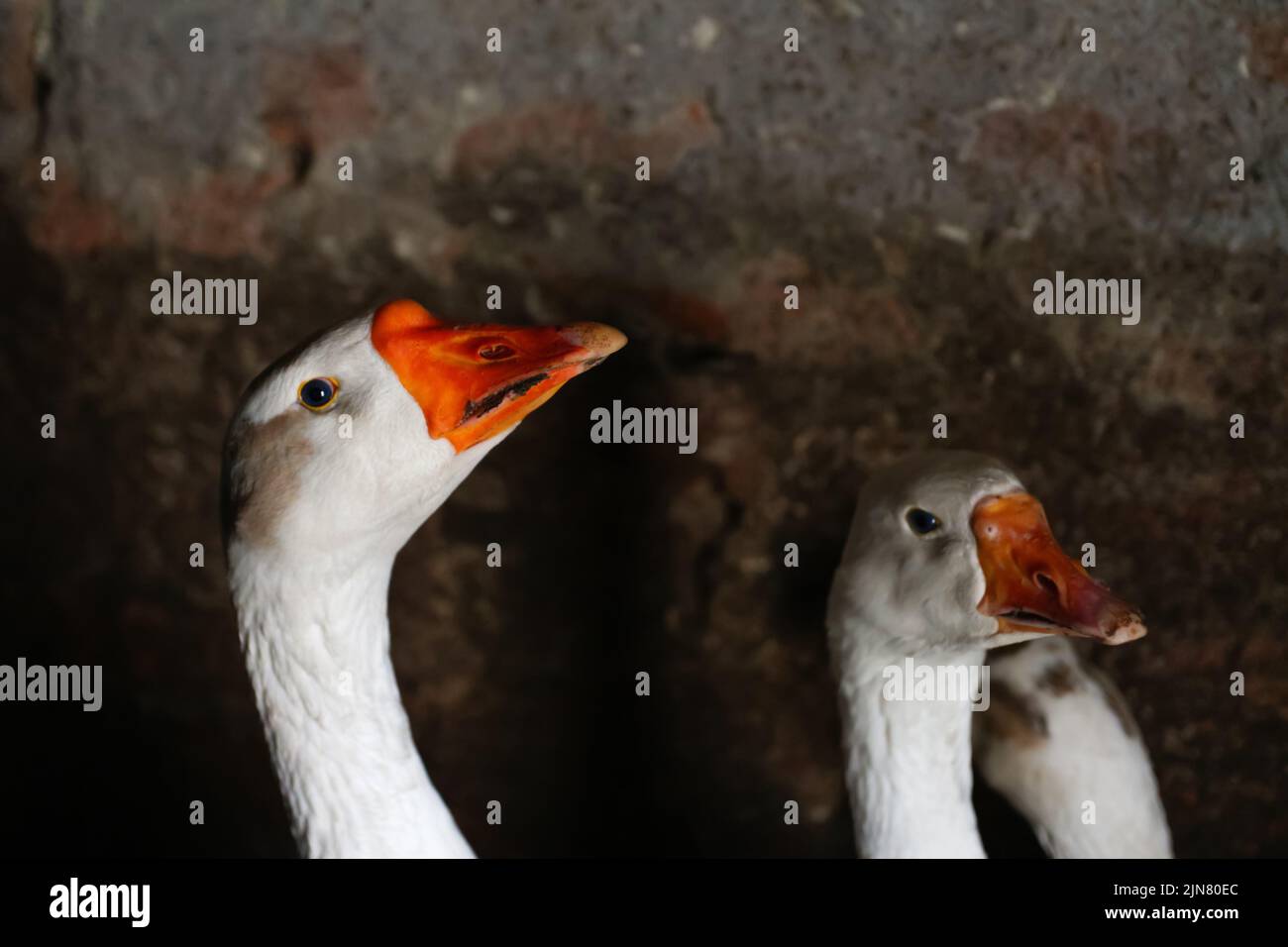 Defocus white goose in barn. Side view. White domestic goose on dark ...