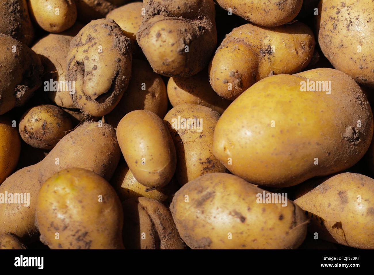Defocus closeup yellow potato. A closeup top view of a pile of freshly ...