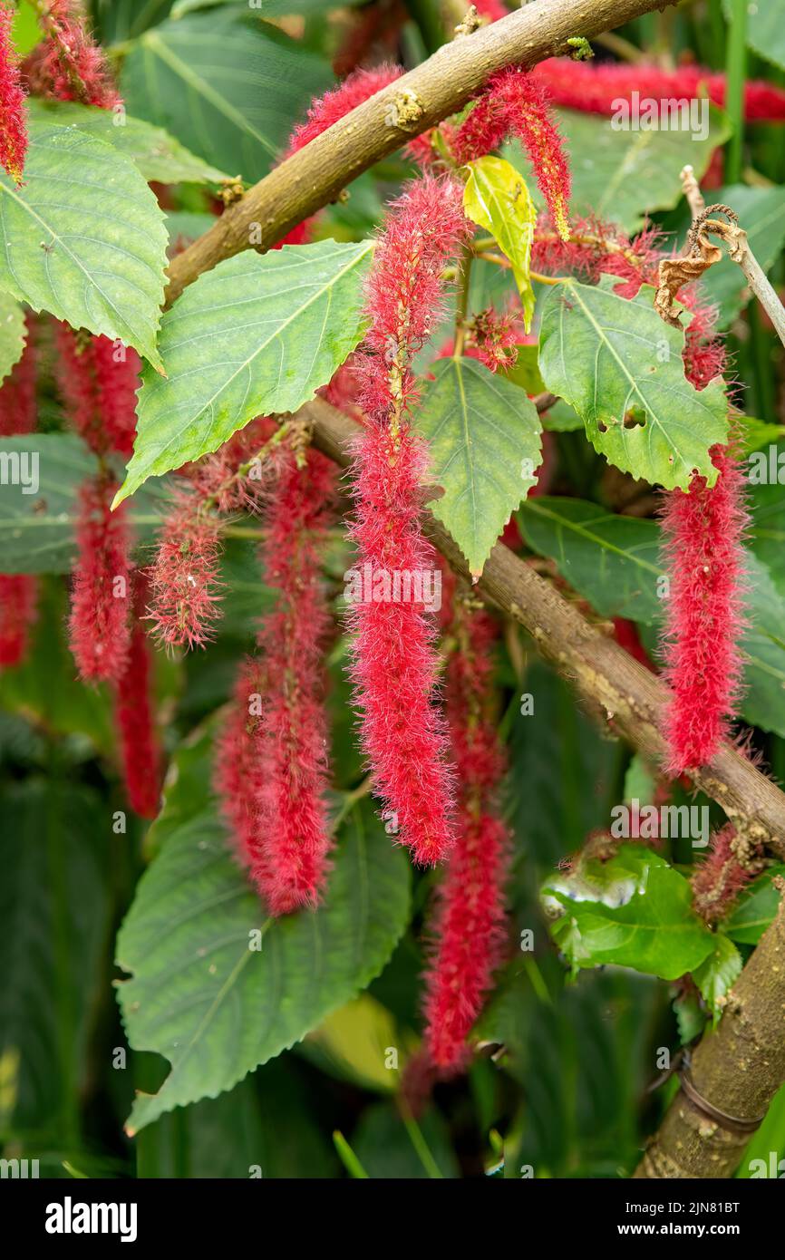 Acalypha hispida, Chenille Plant Stock Photo - Alamy