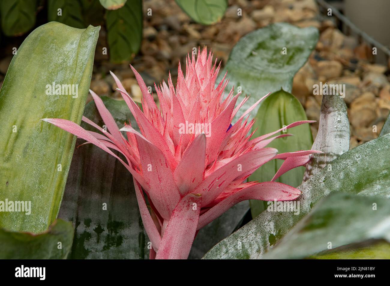 Beautiful pink aechmea fasciata hi-res stock photography and images - Alamy
