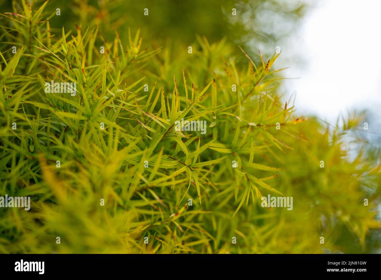 Flax-leaved Paperbark is a Melaleuca tree species with fragrant leaves ...